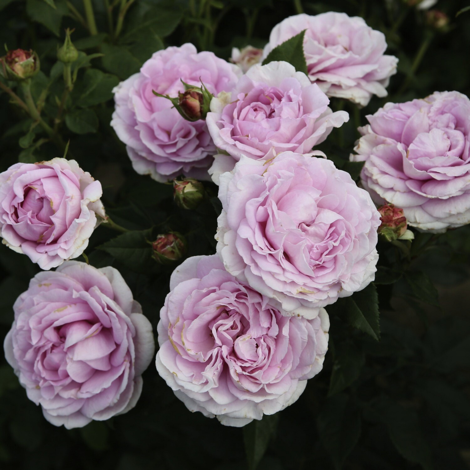 Krūminės rožės plikos šaknis - ROŽIŲ PASAULIS